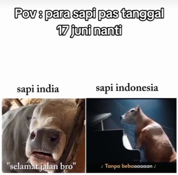 7 Meme Sapi Menjelang Hari Kurban, Banyakin Makan Dulu?