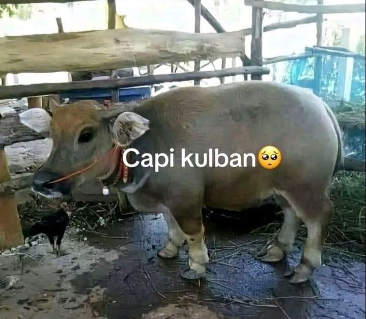 7 Meme Kisah Hari Kurban, Ada Aja Sapi yang Ngamuk?