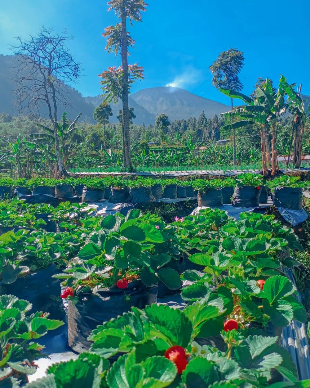 Taman Strawberry Curug Cimpedak Tegal