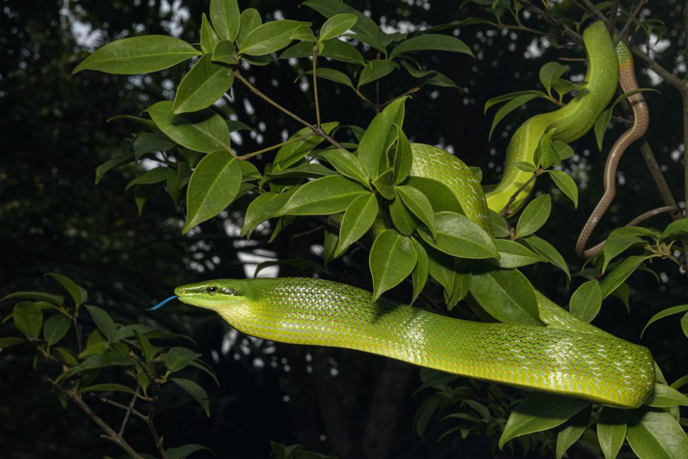 4 Fakta Ular Bajing, Benarkah Bisa Hidup Hingga 20 Tahun?