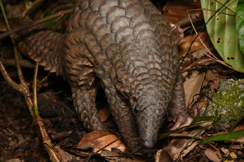 Mengenal Spesies Trenggiling dari Asia, Terancam oleh Perbur