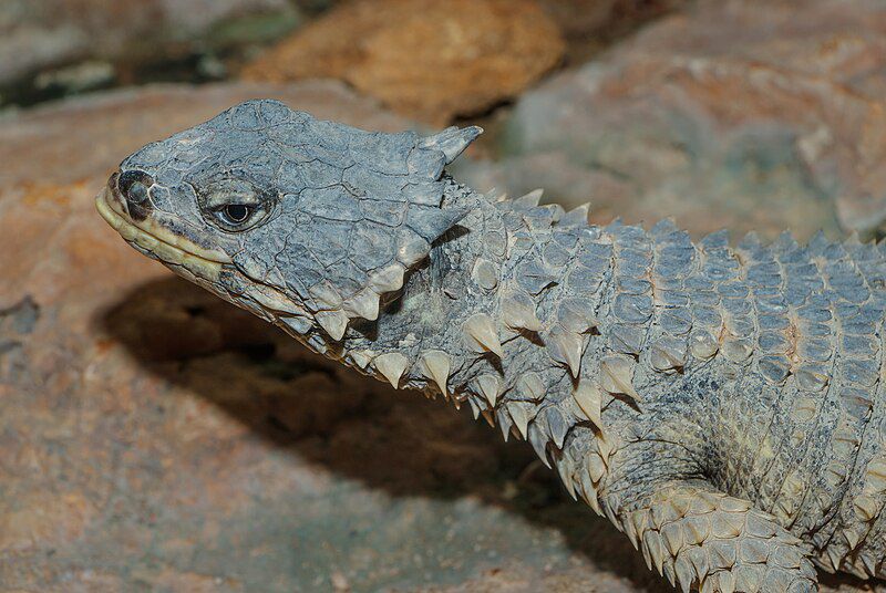 5 Fakta Terunik Sungazer, Reptil Mirip Naga