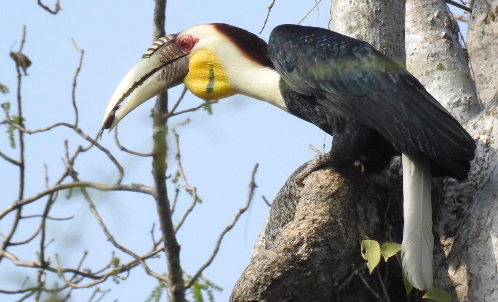 5 Fakta Julang Emas, Burung Eksotis Penanda Kesehatan Hutan