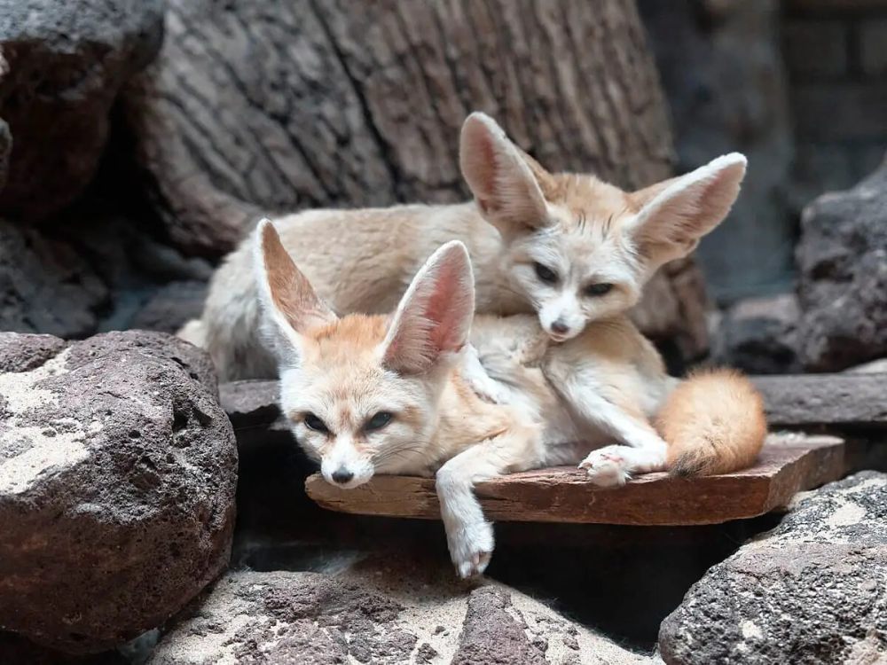 5 Fakta Unik Rubah Fennec, Miliki Telinga yang Sangat Besar