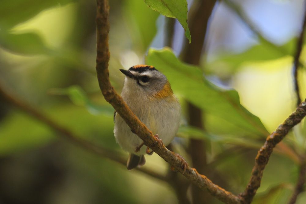 5 Fakta Unik Madeira Firecrest, Burung Endemik Kepulauan Mad