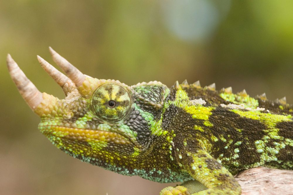 Fakta Bunglon Jackson, Andalkan Penglihatannya untuk Berburu