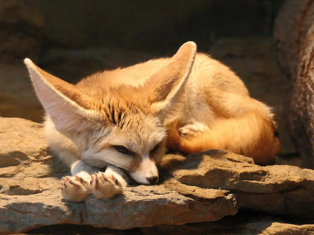 5 Fakta Unik Rubah Fennec, Miliki Telinga yang Sangat Besar