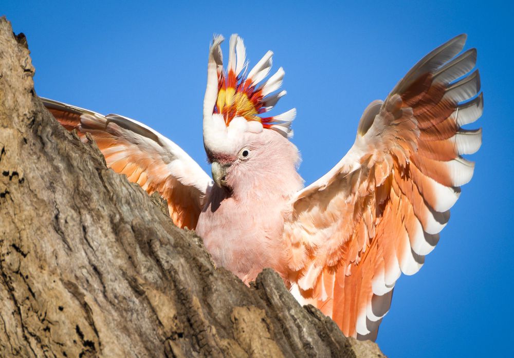 7 Burung Tertua Sepanjang Masa, Ada yang Kini Berumur 108 Ta