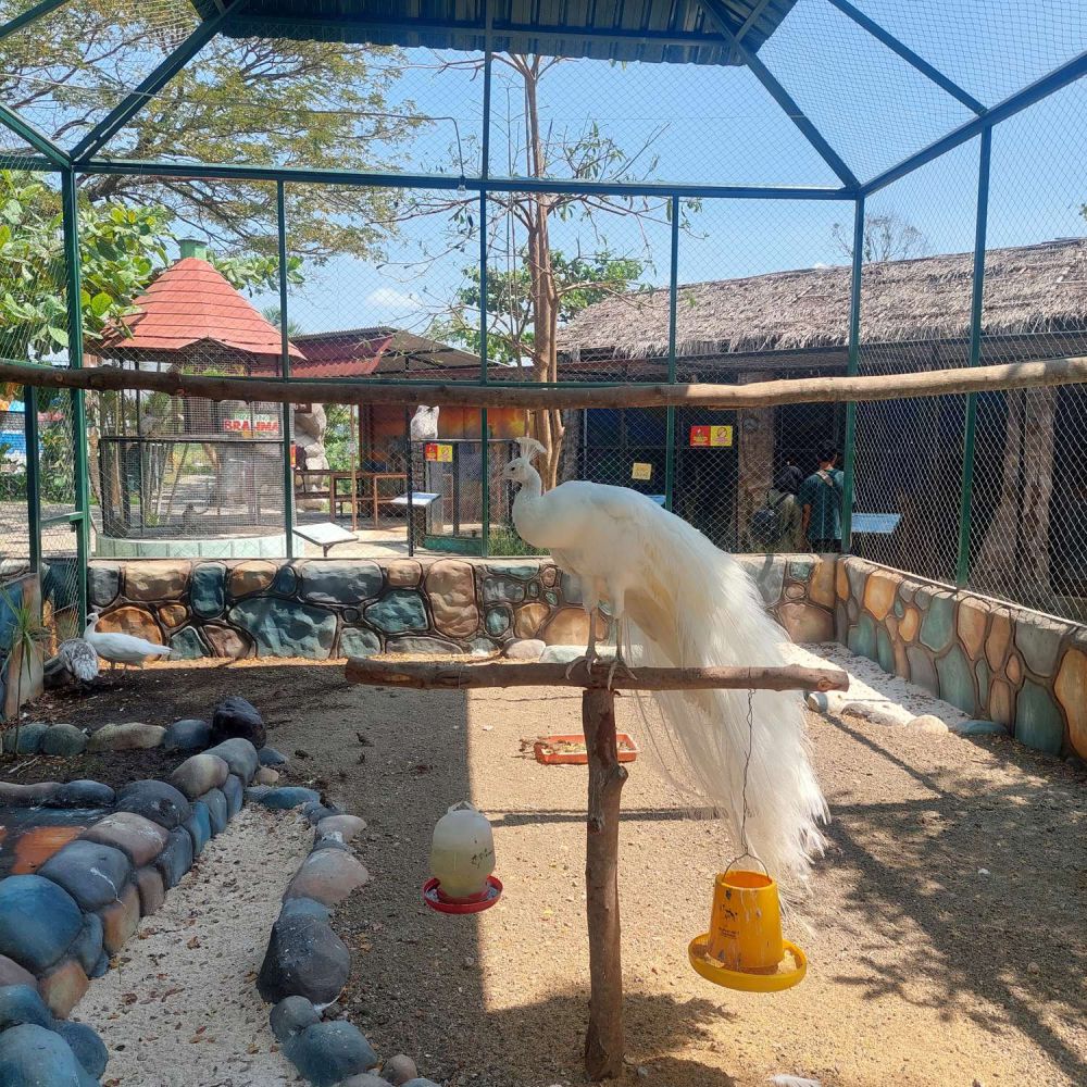 Wisata Jember Mini Zoo