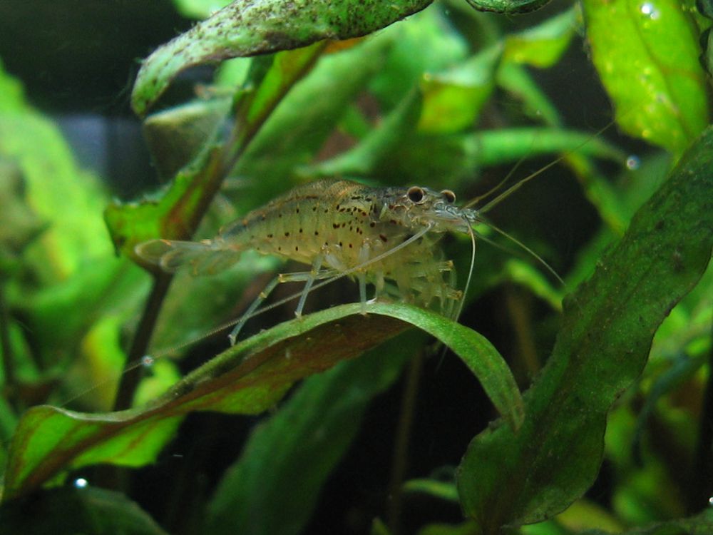 5 Fakta Udang Amano, si Pemakan Alga yang Mudah Dipelihara