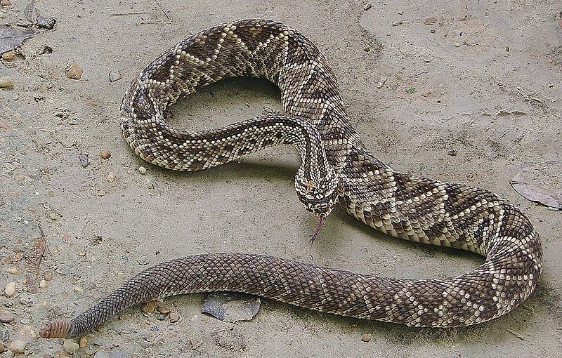 4 Spesies Ular Paling Berbisa di Peru, Ada yang Langka!