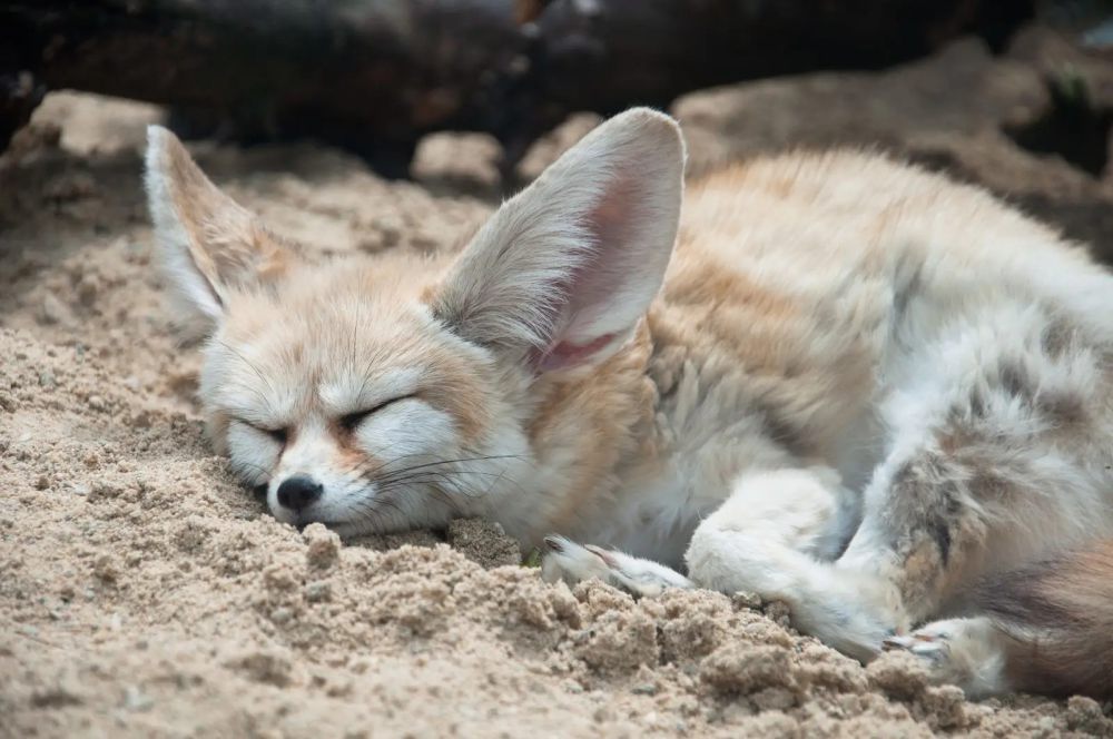 5 Fakta Unik Rubah Fennec, Miliki Telinga yang Sangat Besar