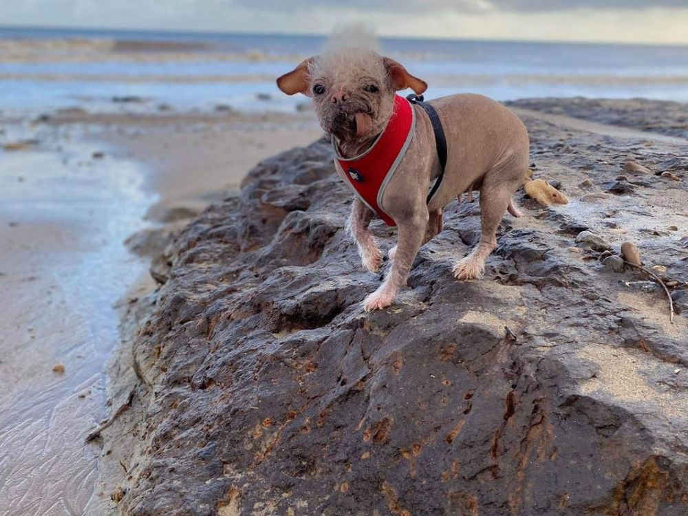 Peggy Pemeran Anjing Wade Wilson di Deadpool & Wolverine