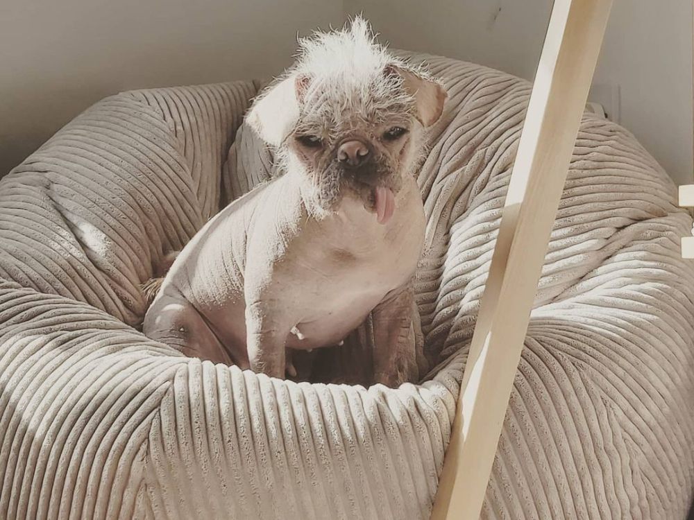 Peggy Pemeran Anjing Wade Wilson di Deadpool & Wolverine