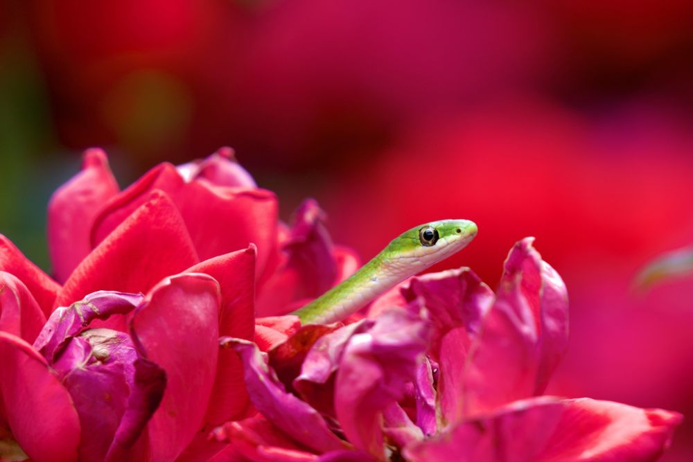 Fakta Menarik Ular Rumput Hijau, Si Kecil Pemakan Serangga