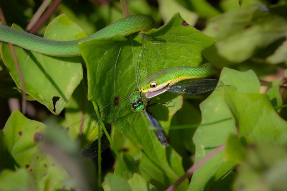 Fakta Menarik Ular Rumput Hijau, Si Kecil Pemakan Serangga