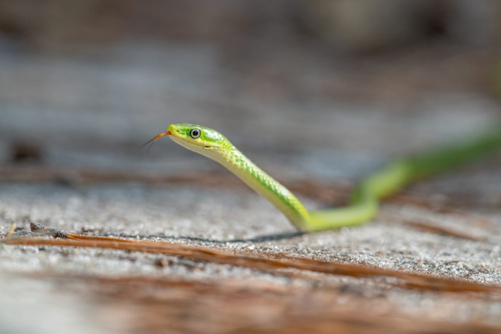Fakta Menarik Ular Rumput Hijau, Si Kecil Pemakan Serangga