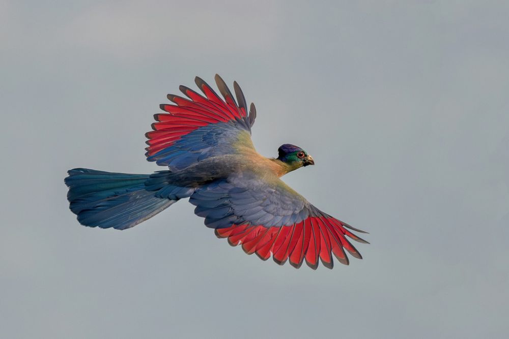 5 Fakta Menarik Burung Turaco, Merupakan Penerbang yang Paya