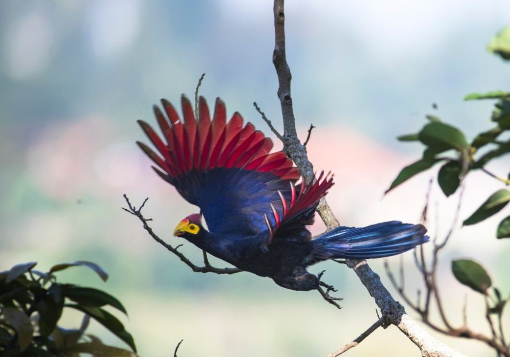 5 Fakta Menarik Burung Turaco, Merupakan Penerbang yang Paya