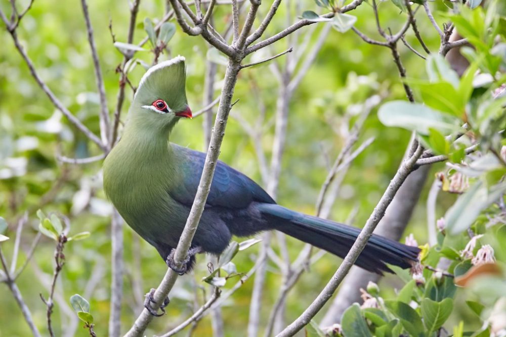 5 Fakta Menarik Burung Turaco, Merupakan Penerbang yang Paya