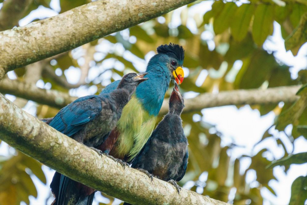 5 Fakta Menarik Burung Turaco, Merupakan Penerbang yang Paya