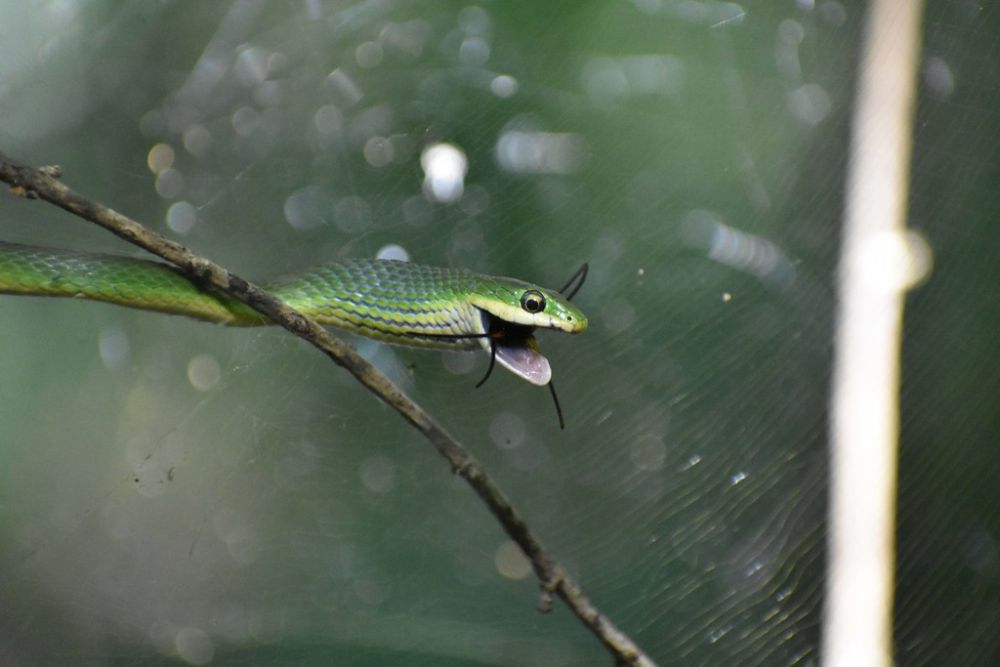 Fakta Menarik Ular Rumput Hijau, Si Kecil Pemakan Serangga
