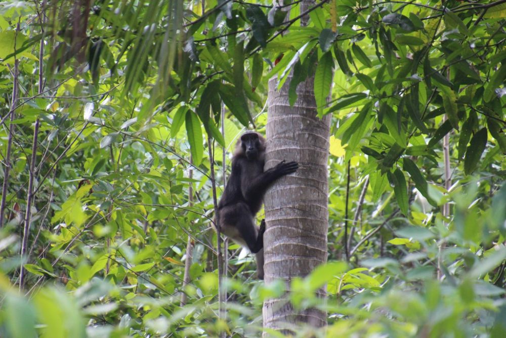 7 Fakta Menarik Monyet Boti, asal Mula Julukan Monyet Boti