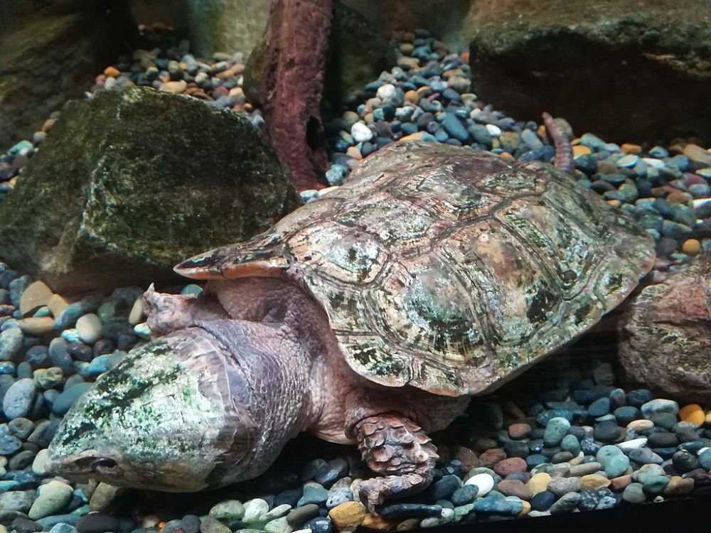 5 Fakta Big-headed Turtle, Penyu Kepala Besar yang Hidup di 5 Fakta Big-headed Turtle, Penyu Kepala Besar yang Hidup di