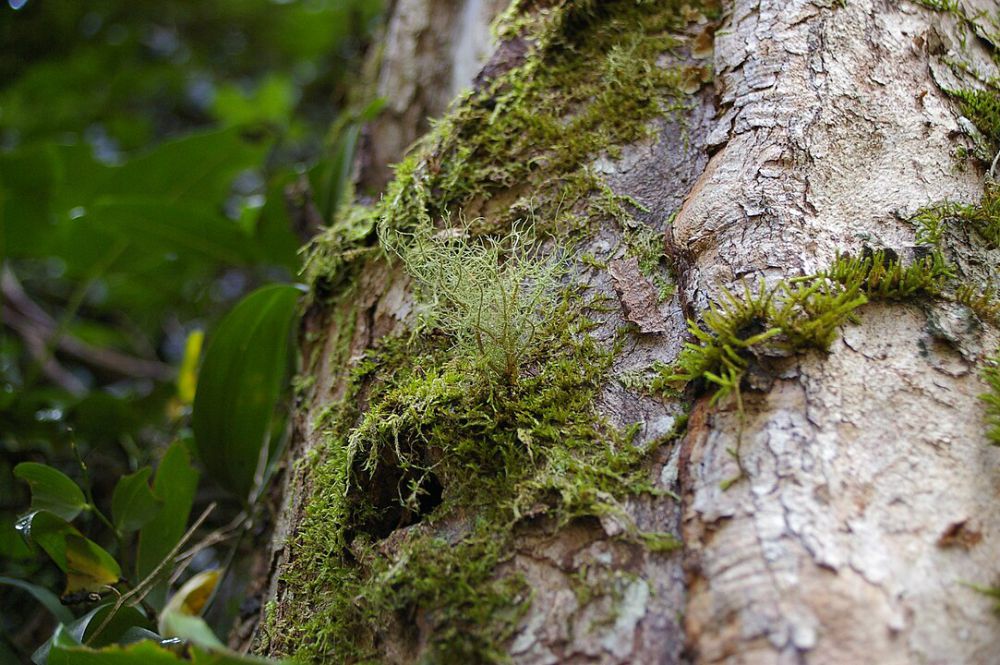 Lichen Hasil Simbiosis Jamur dan Alga