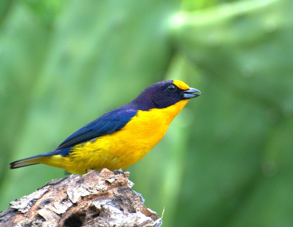 10 Spesies Burung Cantik Penghuni Hutan Atlantik, Sangat Men 10 Spesies Burung Cantik Penghuni Hutan Atlantik, Sangat Men