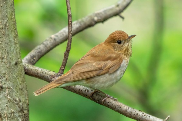 6 Fakta Unik Veery, Burung Kecil Pemalu yang Setia