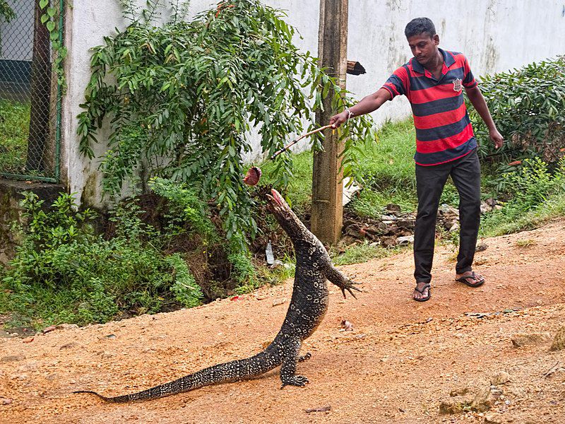 Apa yang Harus Dilakukan jika Ketemu Biawak? Ikuti Tips Ini!