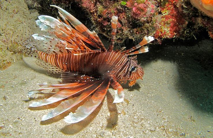 4 Hewan Paling Ditakuti di Puerto Rico, Ada Kelabang Berukur