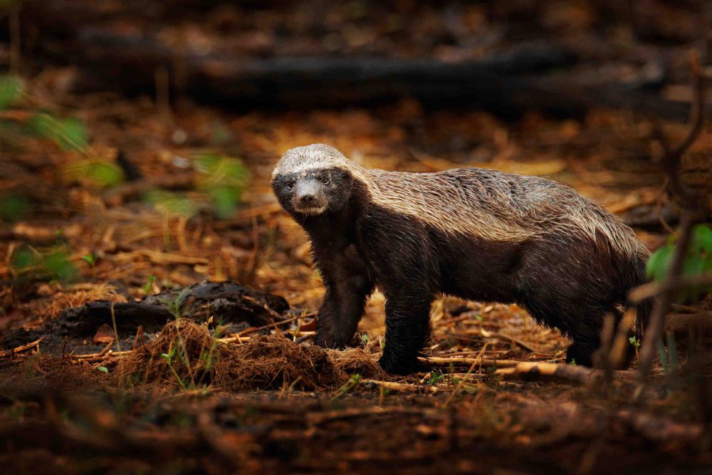 7 Fakta Menarik Musang Madu, Hewan yang Kebal terhadap Bisa