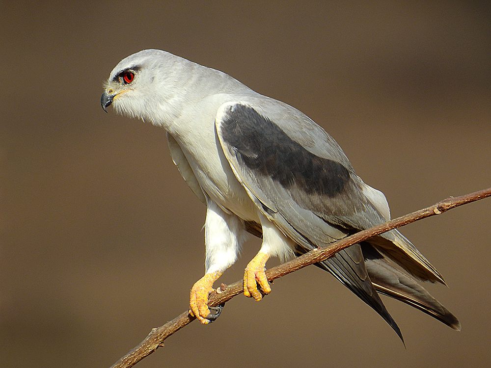 5 Burung dari Subfamili Elaninae, Pemburu yang Tangguh!