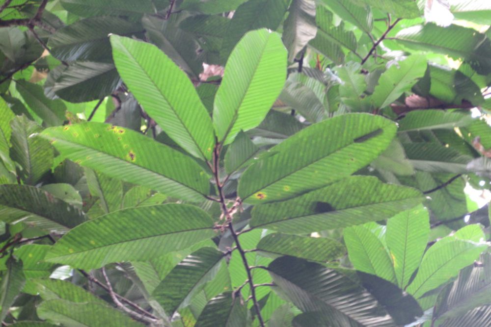 7 Spesies Tanaman Keruing, Kayu yang Sangat Bernilai