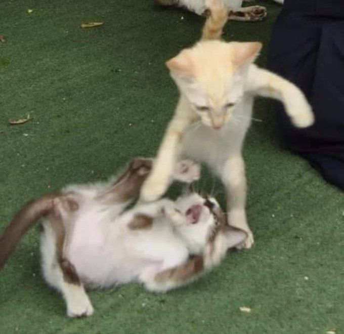 8 Foto Kucing Marah Besar sampai Mukul, Ampun!