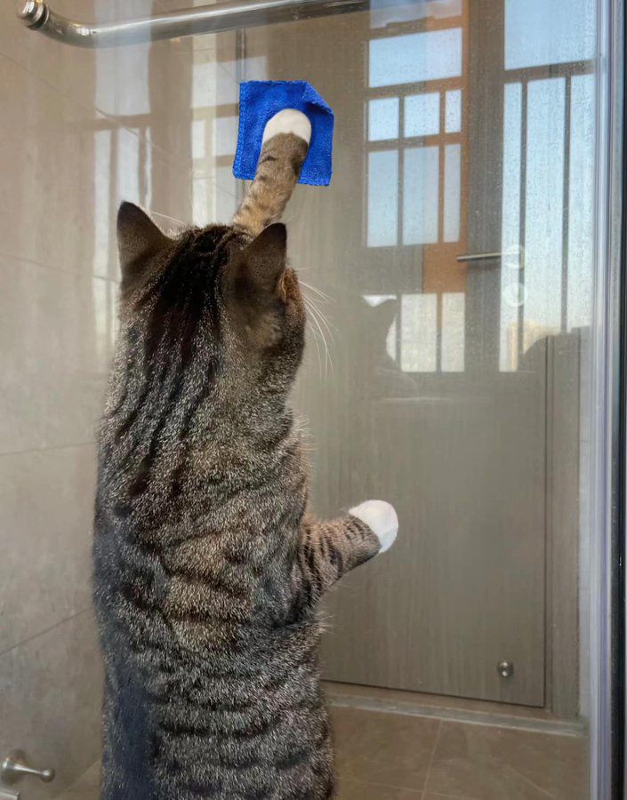 9 Foto Lucu Kucing Mujair Produktif, Gak Cuma Rebahan