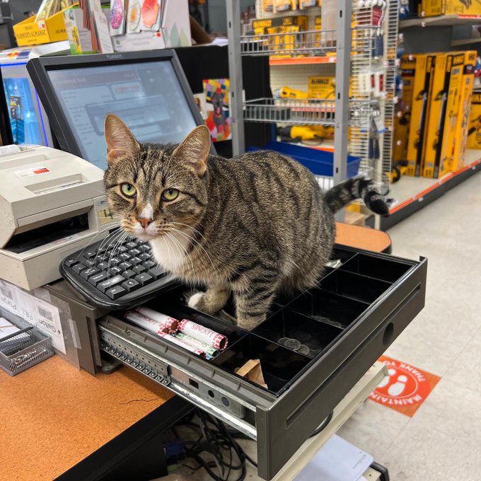 9 Foto Lucu Kucing Mujair Produktif, Gak Cuma Rebahan