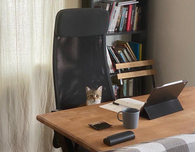 9 Foto Lucu Kucing Mujair Produktif, Gak Cuma Rebahan