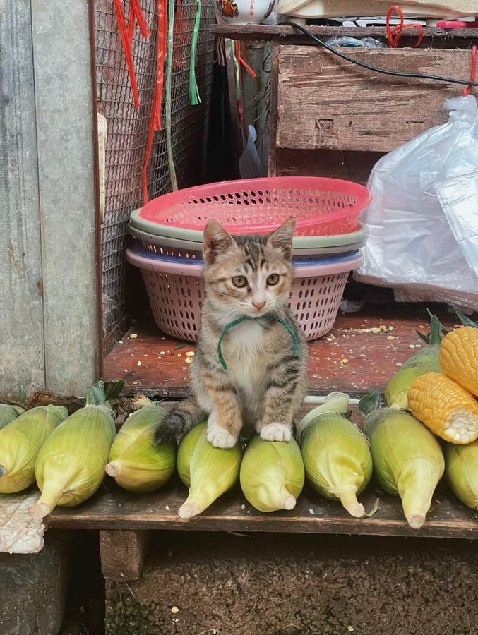 9 Foto Lucu Kucing Mujair Produktif, Gak Cuma Rebahan