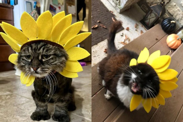 9 Potret Kocak Kucing Cosplay Bunga Matahari