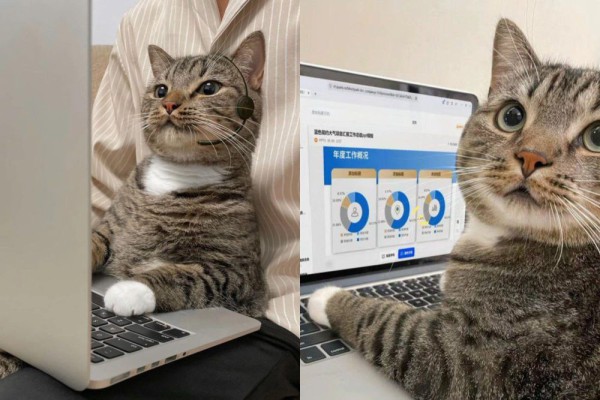 9 Foto Lucu Kucing Mujair Produktif, Gak Cuma Rebahan