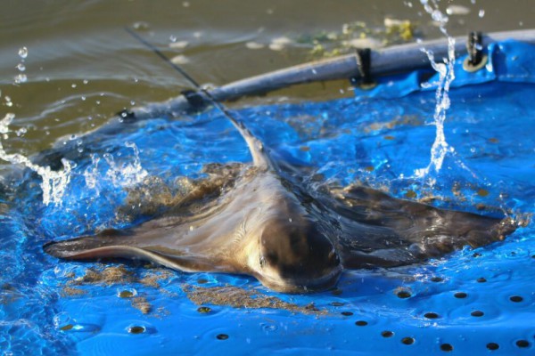 5 Fakta Menarik Pari Kelelawar, Bisanya Tidak Berbahaya bagi