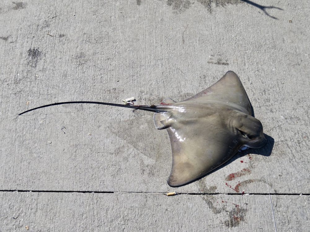 5 Fakta Menarik Pari Kelelawar, Bisanya Tidak Berbahaya bagi