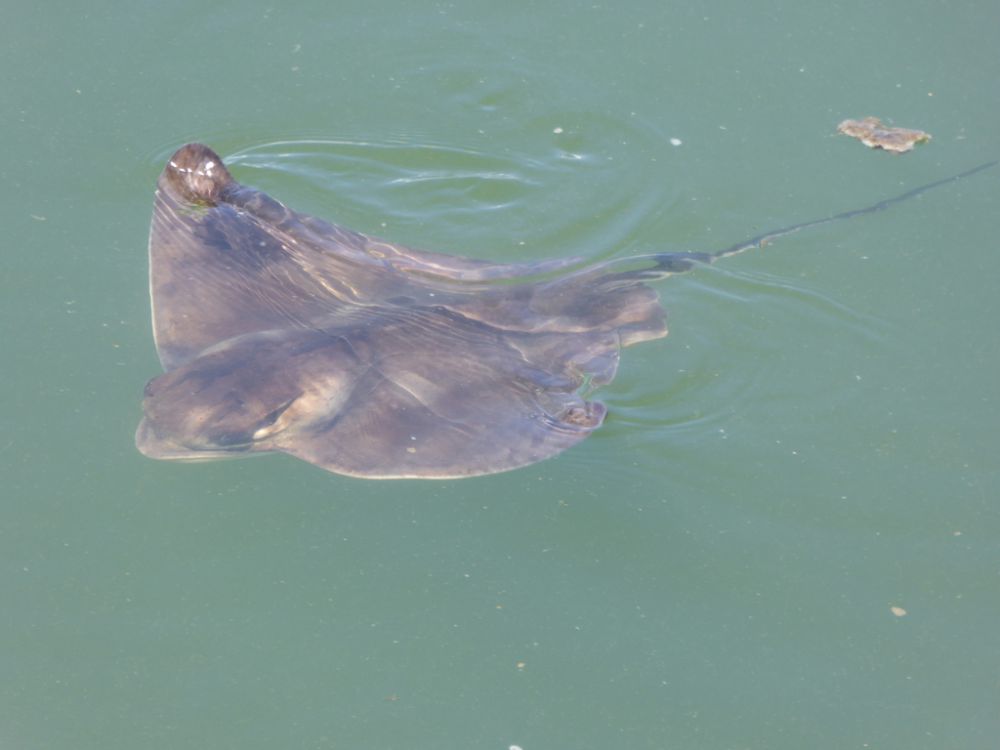 5 Fakta Menarik Pari Kelelawar, Bisanya Tidak Berbahaya bagi