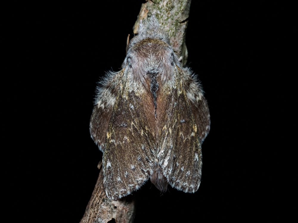 5 Fakta Ngengat Lobster, Bentuk Larvanya seperti Krustasea