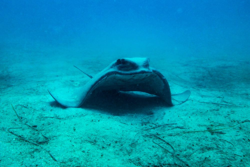 5 Fakta Menarik Pari Kelelawar, Bisanya Tidak Berbahaya bagi