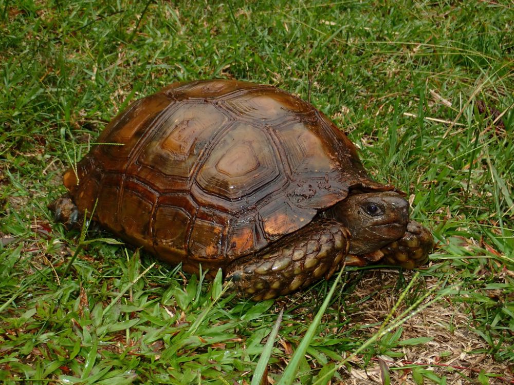 5 Fakta Unik Kura-Kura Hutan Asia, Menghuni Kalimantan dan S