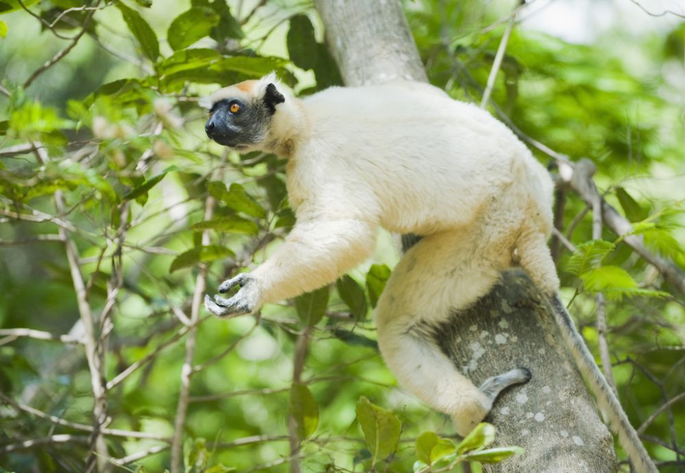 5 Fakta Unik Golden Crowned Sifaka, Punya Gigi Mirip Sisir!